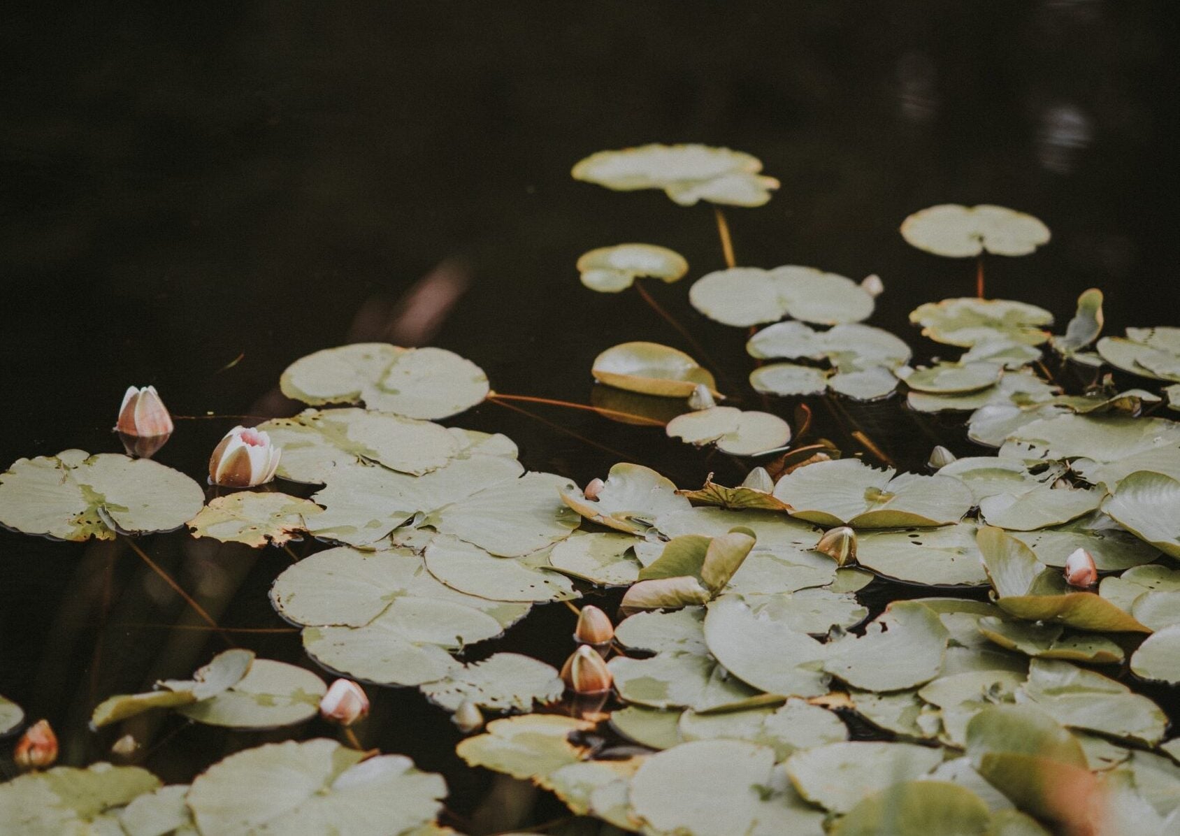 St. Kateri Tekakwitha: Lily of the Mohawks | Blessed is She - Blessed ...
