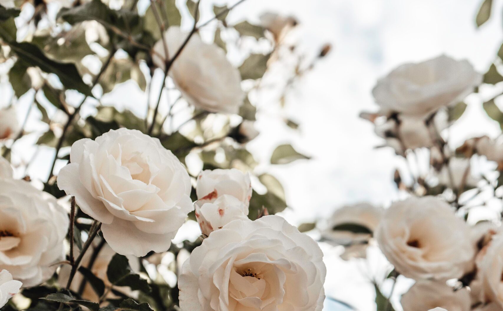 St. Thérèse, Doctor of Merciful Love | Blessed is She - Blessed Is She