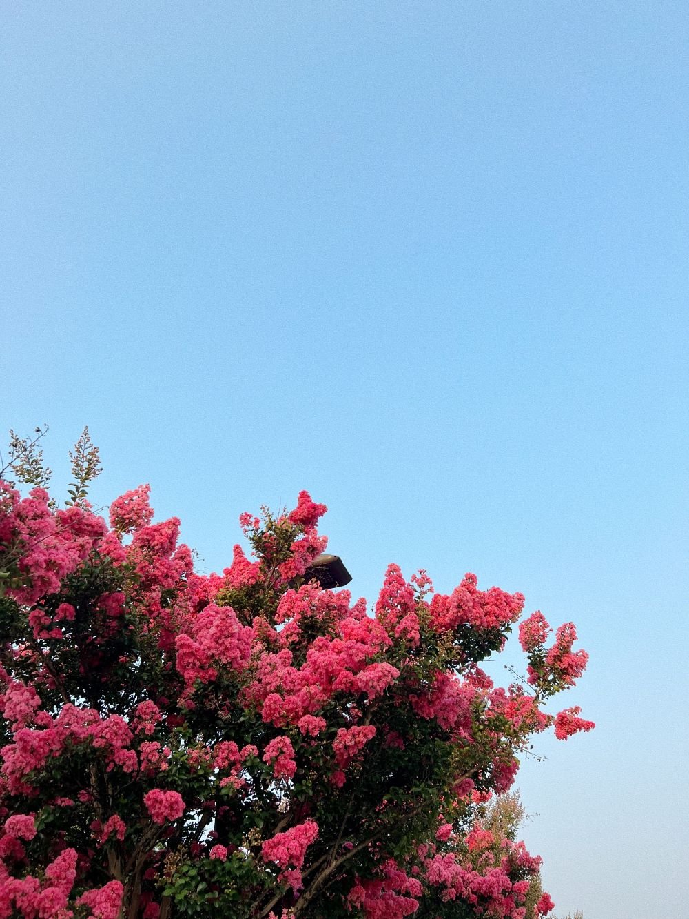 The Patron Saint of the Birdbath - Blessed Is She